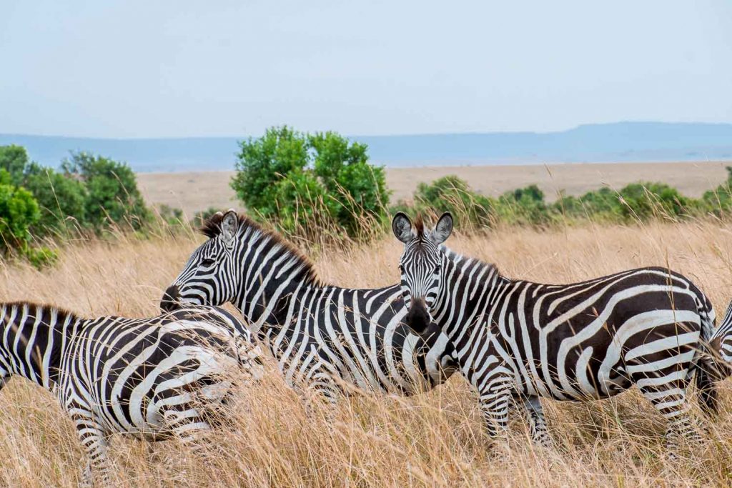 40+ Photos Of African Safari Animals during Great Migration - Masai ...
