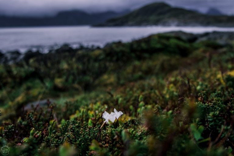 The Best Things To Do In Senja, Norway - A Unique Island In The North ...
