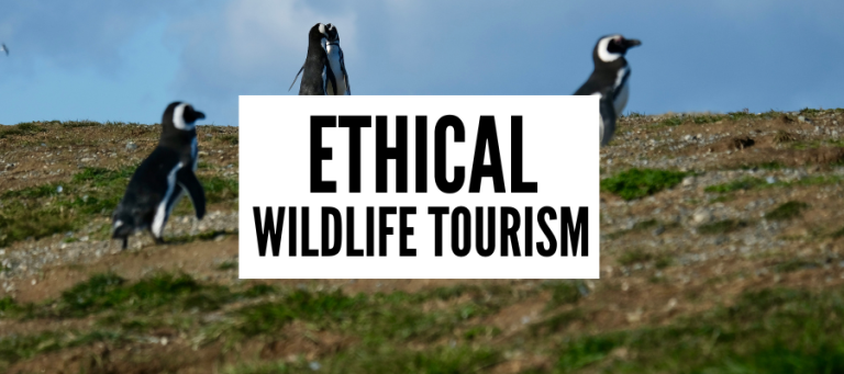 Ethical Wildlife Tourism: Exposing the Hidden Suffering Behind Animal ...
